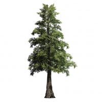 Rotzeder - Gras Wood Wide BV Zaandam - Dé houtimporteur van Nederland